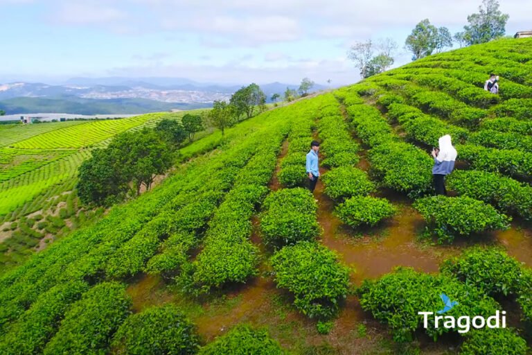 15 Must-Visit Tourist Attractions in Da Lat City, Vietnam